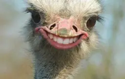 dw Tier List Maker - TierLists.com