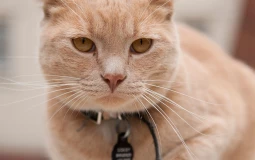 CLASSMATES Tier List Maker - TierLists.com