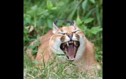 floppa lore Tier List Maker - TierLists.com