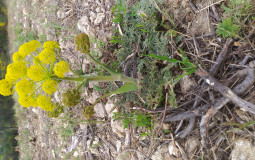 Membre ryujin Tier List Maker - TierLists.com