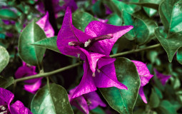 world beauty Tier List Maker - TierLists.com