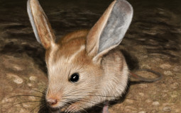 Ultimate Jerboa Tierlist Tier List Maker - TierLists.com