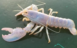 Funny Rankings Tier List Maker - TierLists.com